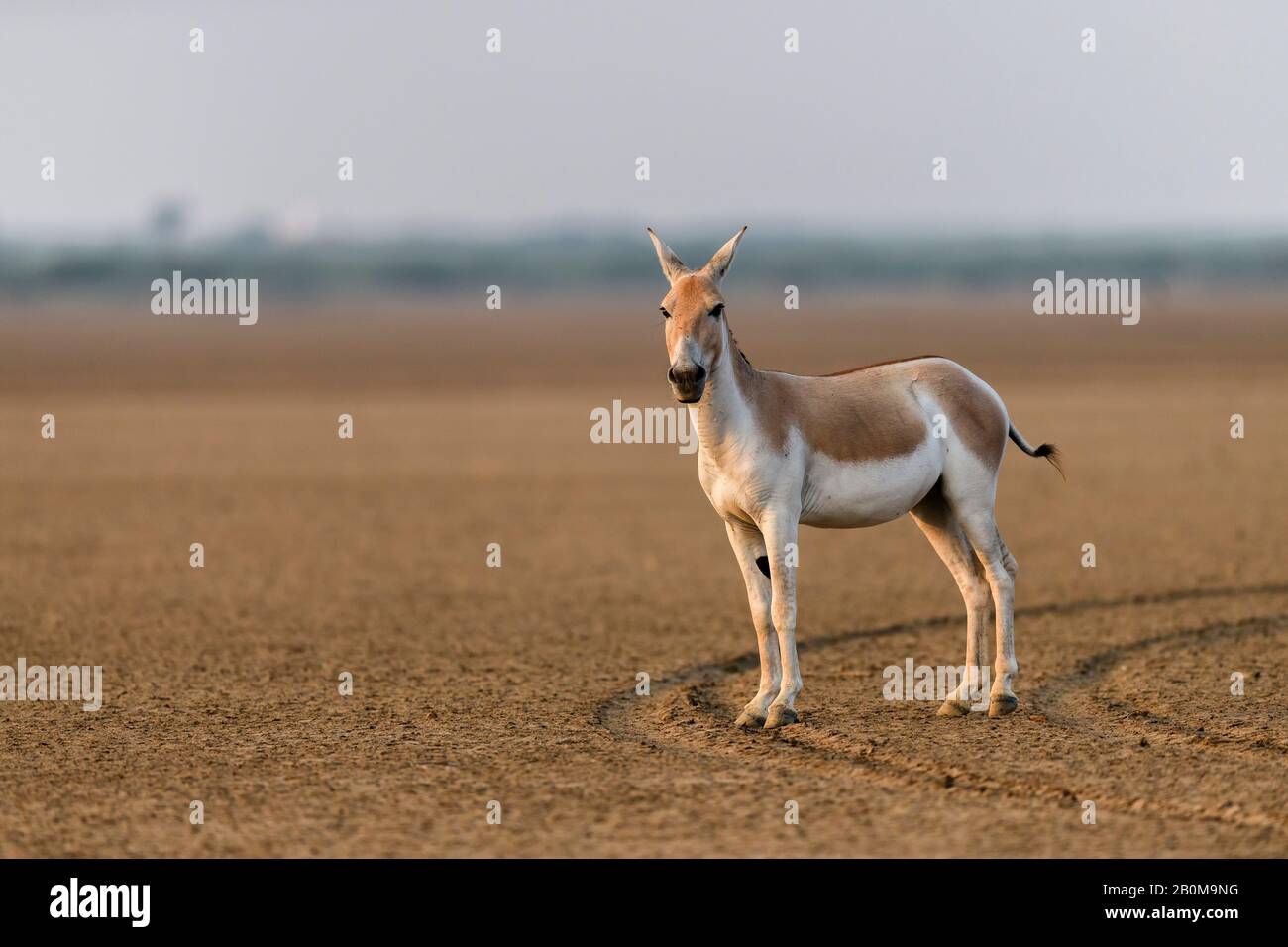 An Indian Onager or Indian Wild Ass, Asiatic Wild Ass and Khur standing ...
