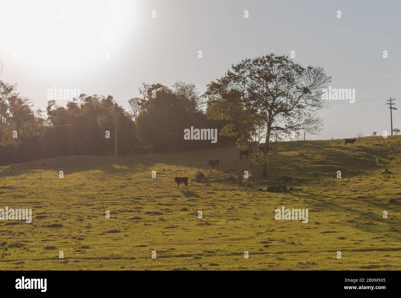 Some cows resting in the shade of a tree on sloping ground on a cattle ...