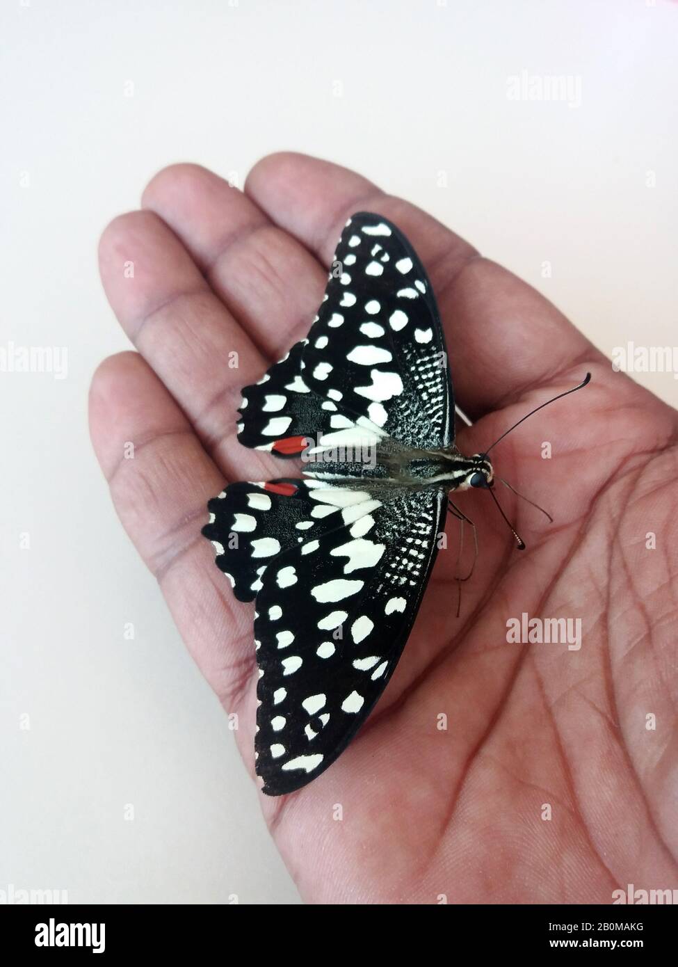 sweet encounter between a human hand and a butterfly, World is full of ...