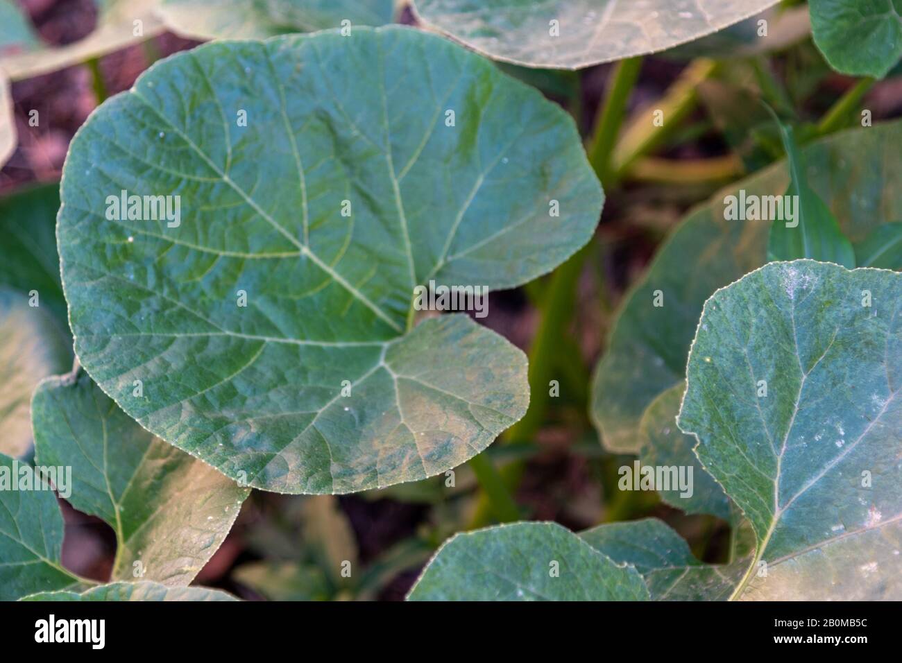 Planting pumpkin and leaves in the yard. Subsistence farming. Leaves of ...