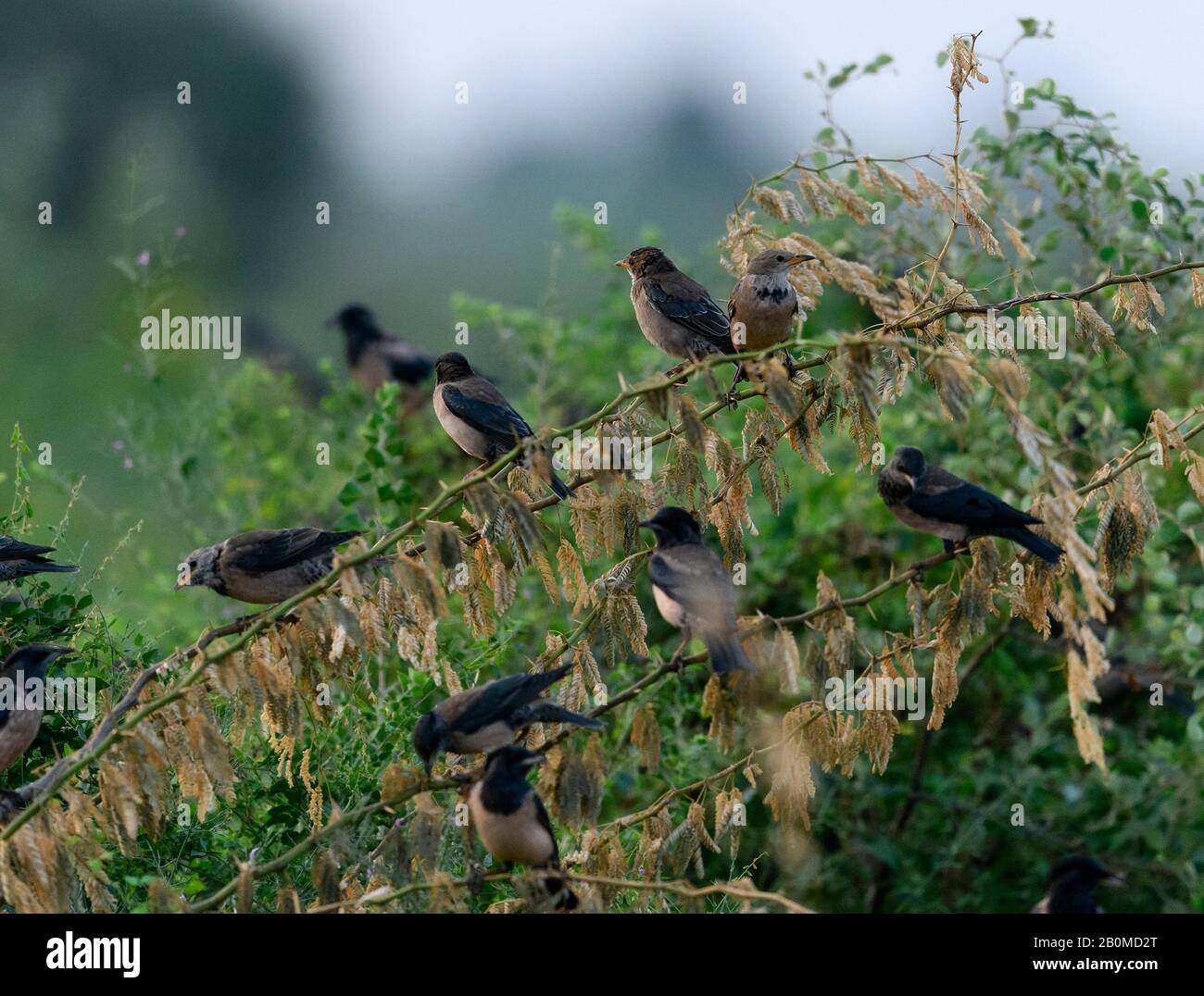 little raan of katch, a perfect place to watch exotic bird life, and ...