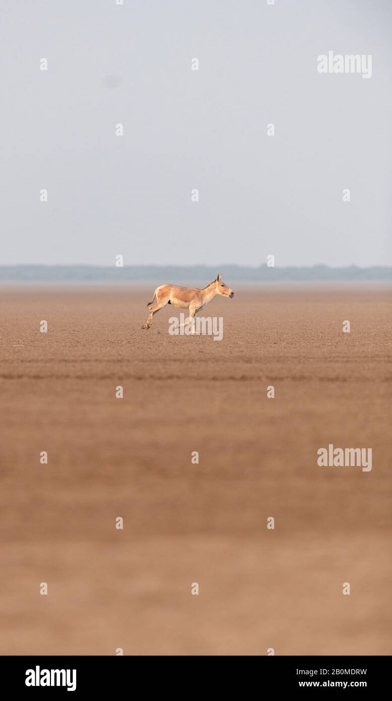 An Indian Onager or Indian Wild Ass, Asiatic Wild Ass and Khur standing ...