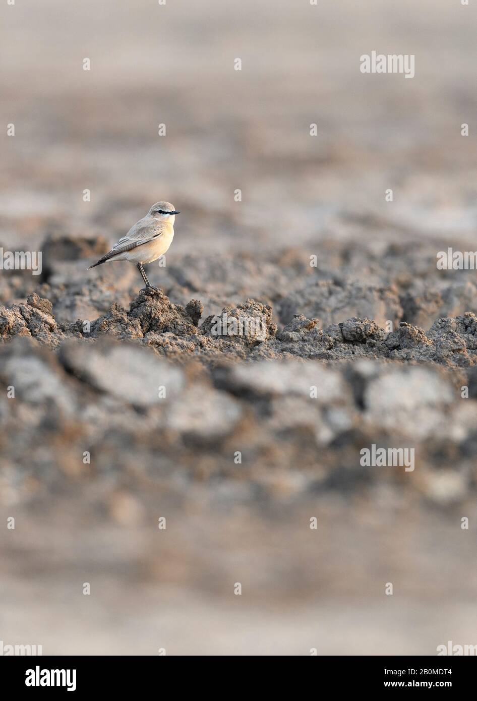 A Isabelline Shrike (Lanius isabellinus) also known as Daurian Shrike ...