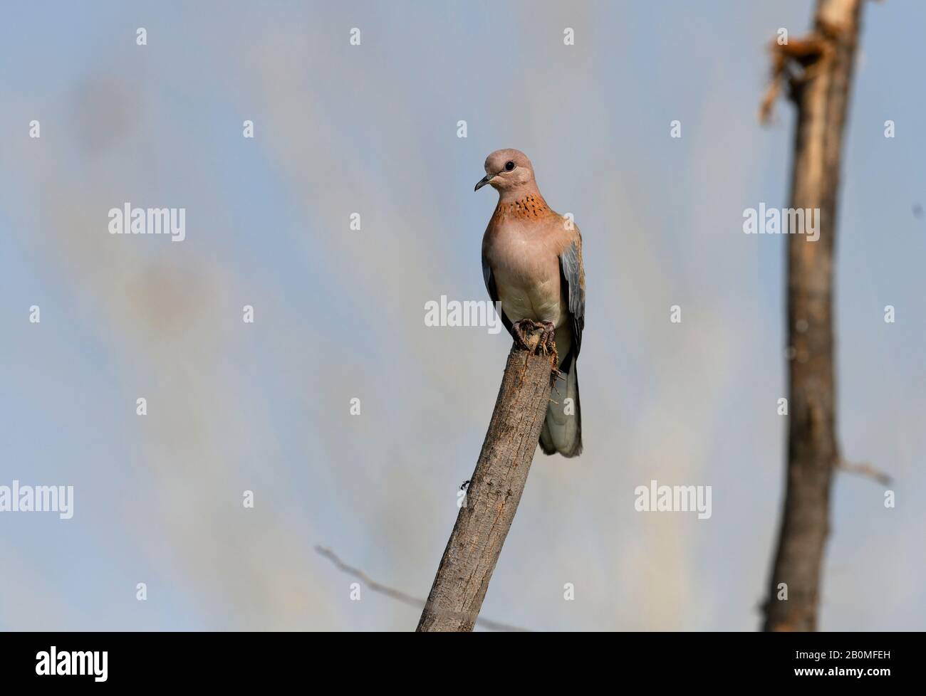 India’s rich natural landscape has long been the refuge of birds from ...