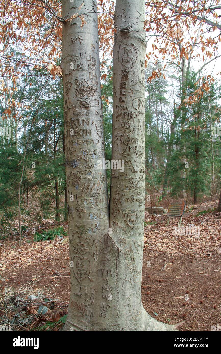 For ages, lovers have carved their initials in trees as a permanent ...