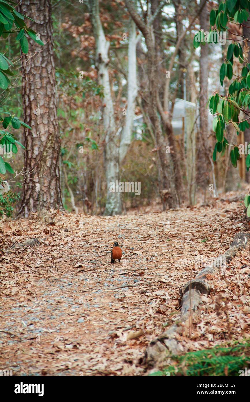 A red cardinal walks on the forest trail exploring the surroundings ...