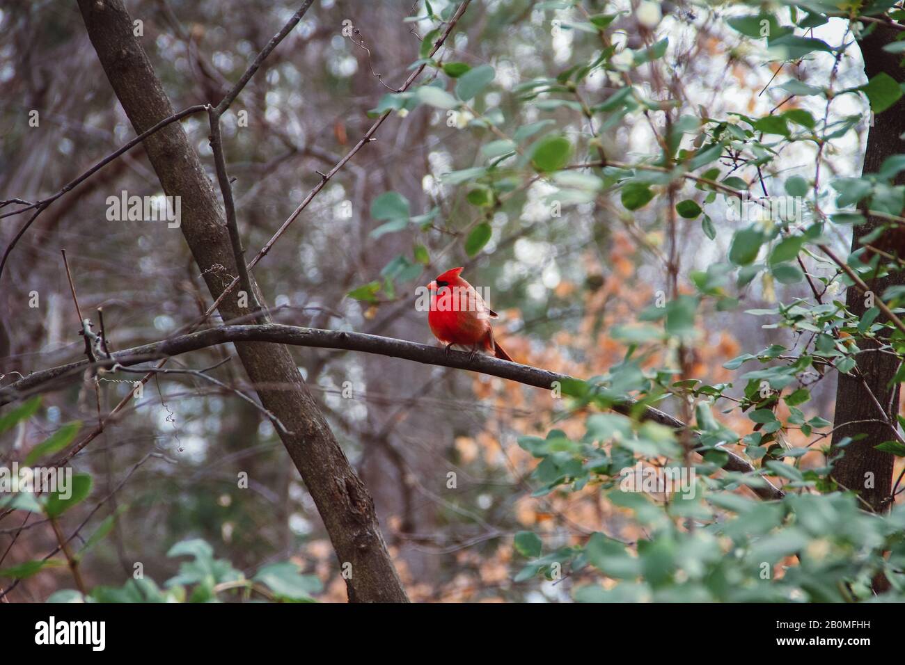 Red cardinal bird hi-res stock photography and images - Alamy
