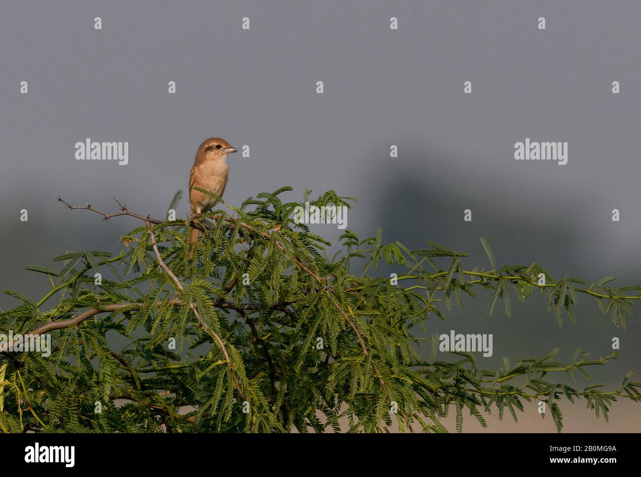 A Isabelline Shrike (Lanius isabellinus) also known as Daurian Shrike ...