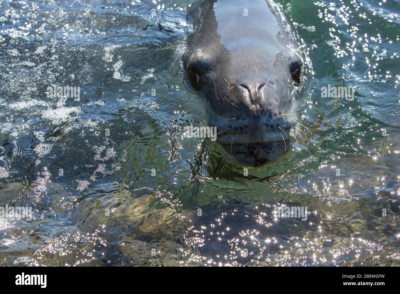 Leopard Seal, Hydrurga leptony hunting for penguins around the shore of ...