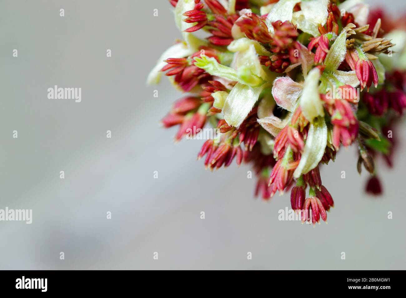 Acer negundo, Box elder, boxelder, ash-leaved and maple ash, Manitoba ...