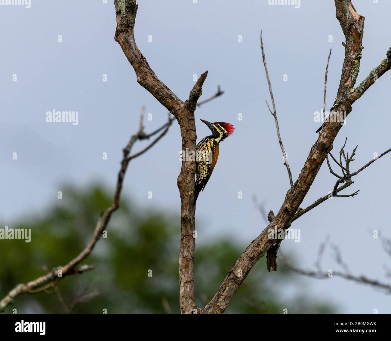 India’s rich natural landscape has long been the refuge of birds from ...