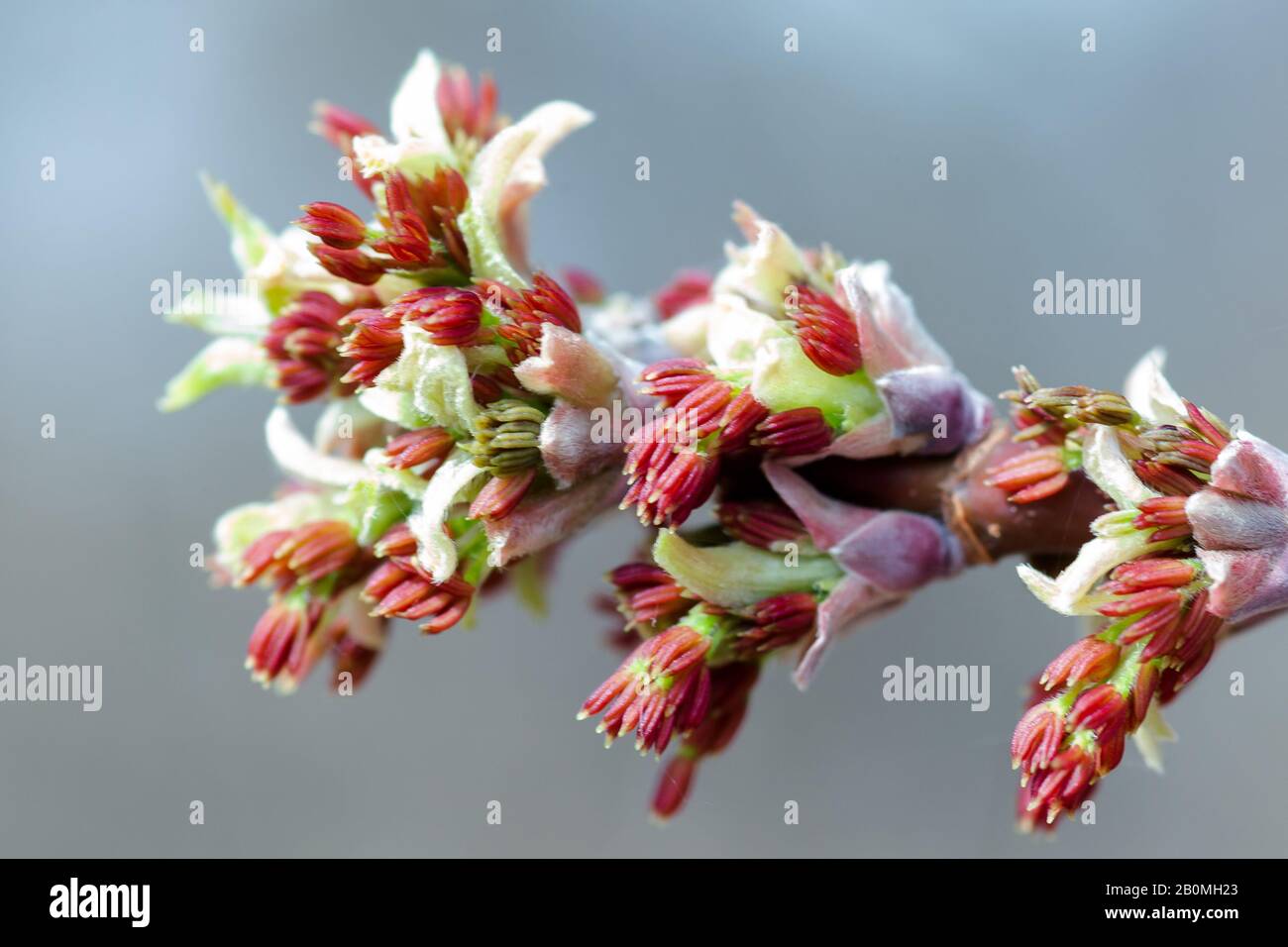 Acer negundo, Box elder, boxelder, ash-leaved and maple ash, Manitoba ...