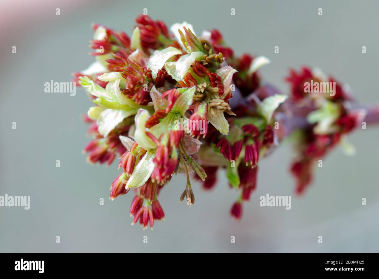 Acer negundo, Box elder, boxelder, ash-leaved and maple ash, Manitoba ...