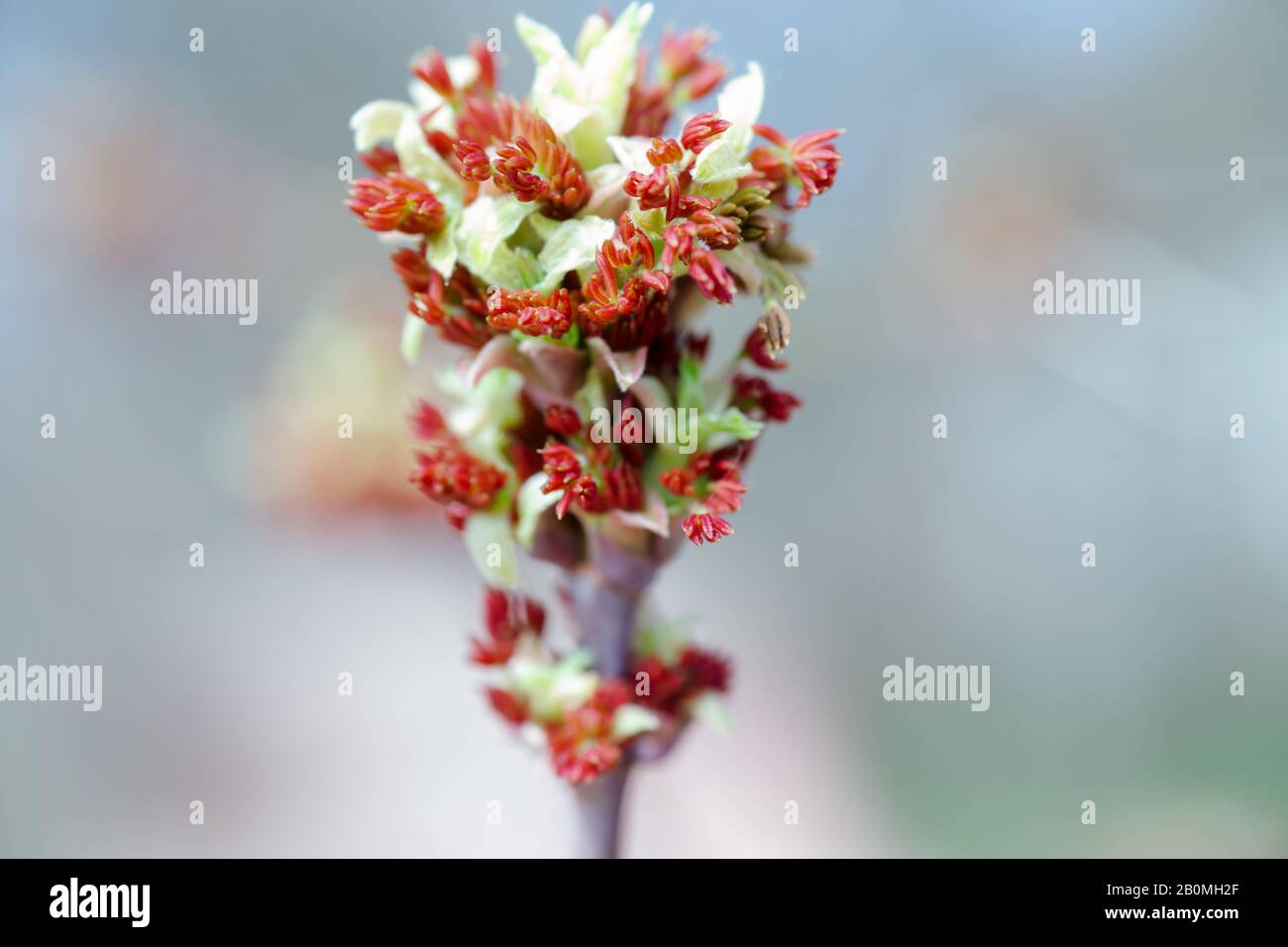 Ashleaf maple hi-res stock photography and images - Alamy