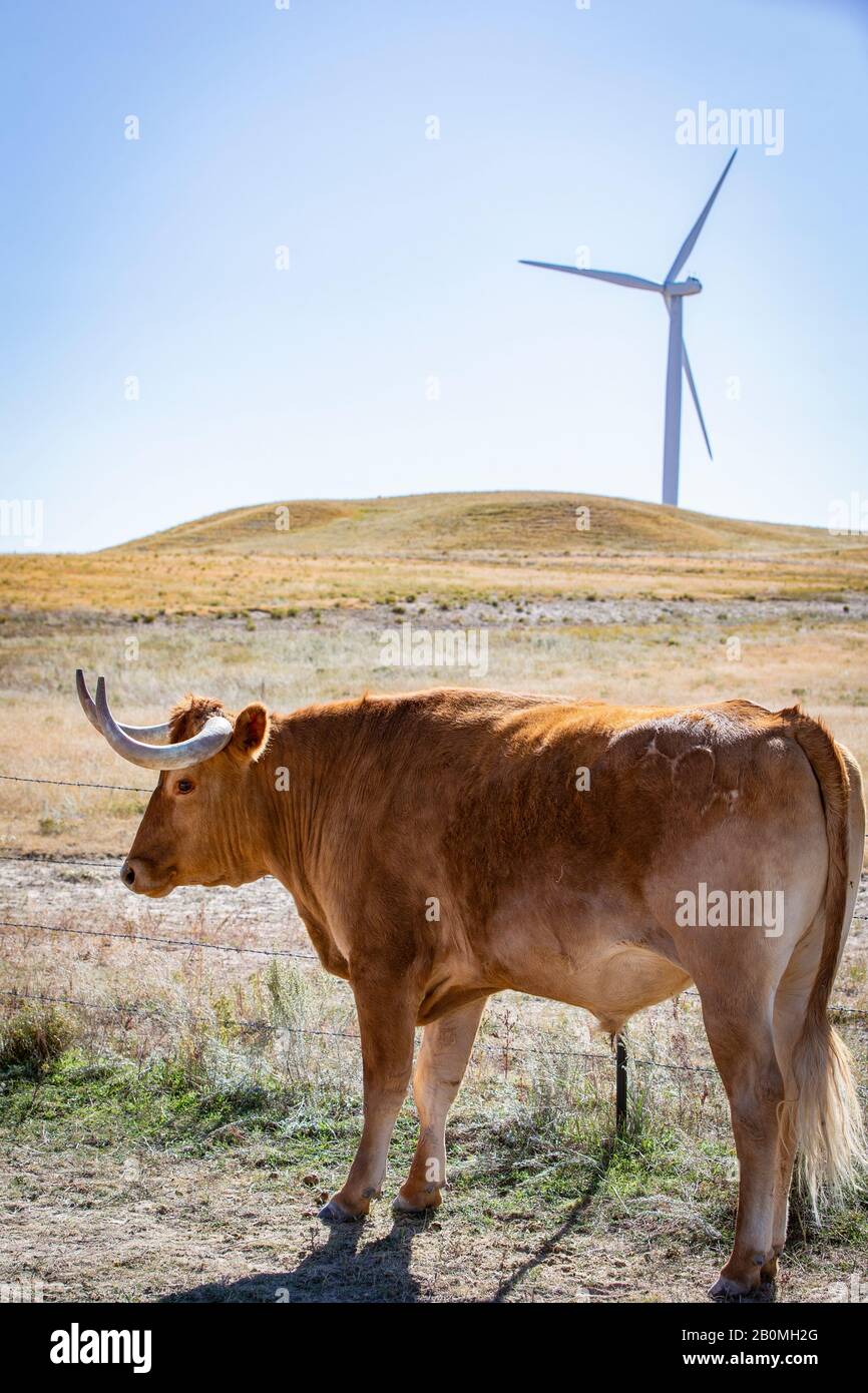 Wind Turbine in Colorado against blue sky with cow Stock Photo - Alamy