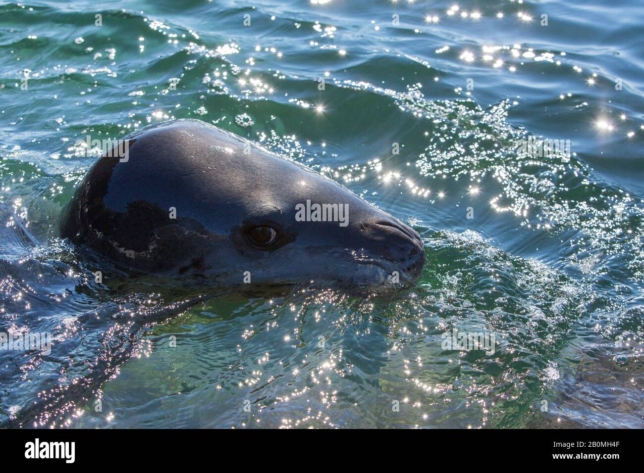 The dundee penguins hi-res stock photography and images - Alamy