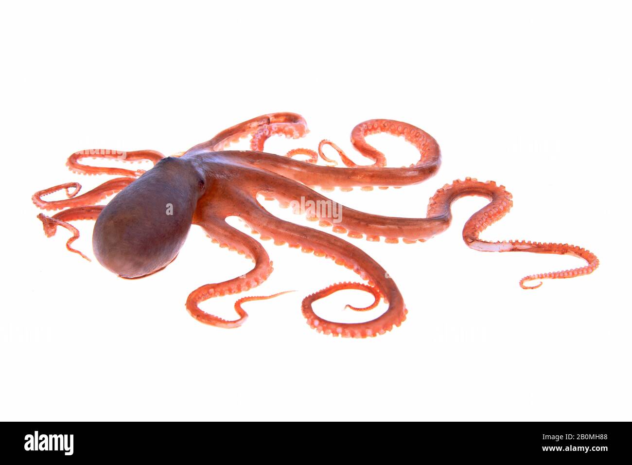 Octopus Cut Out Stock Images & Pictures - Alamy