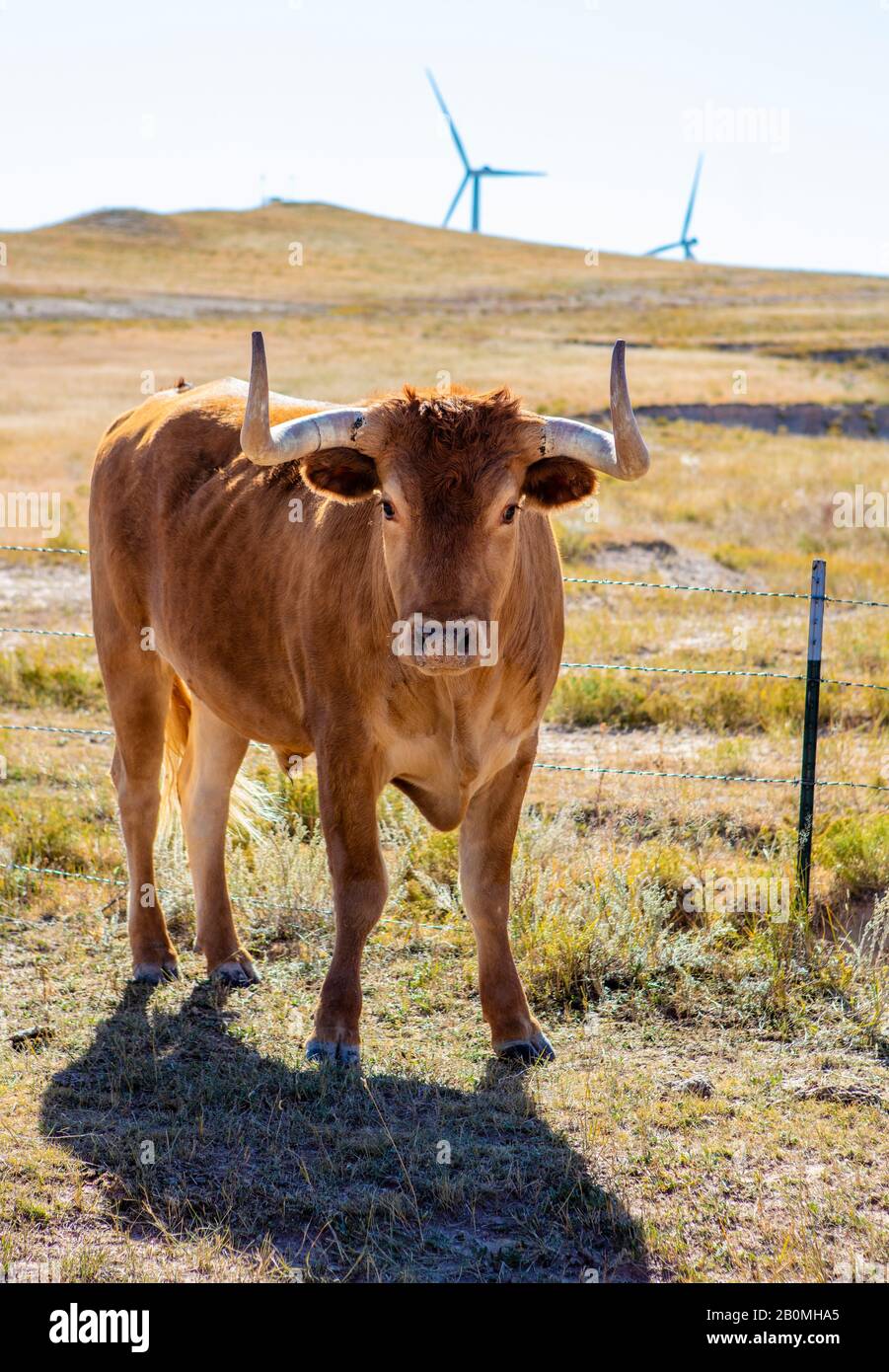 Wind Turbines in field against blue sky with a cow Stock Photo - Alamy