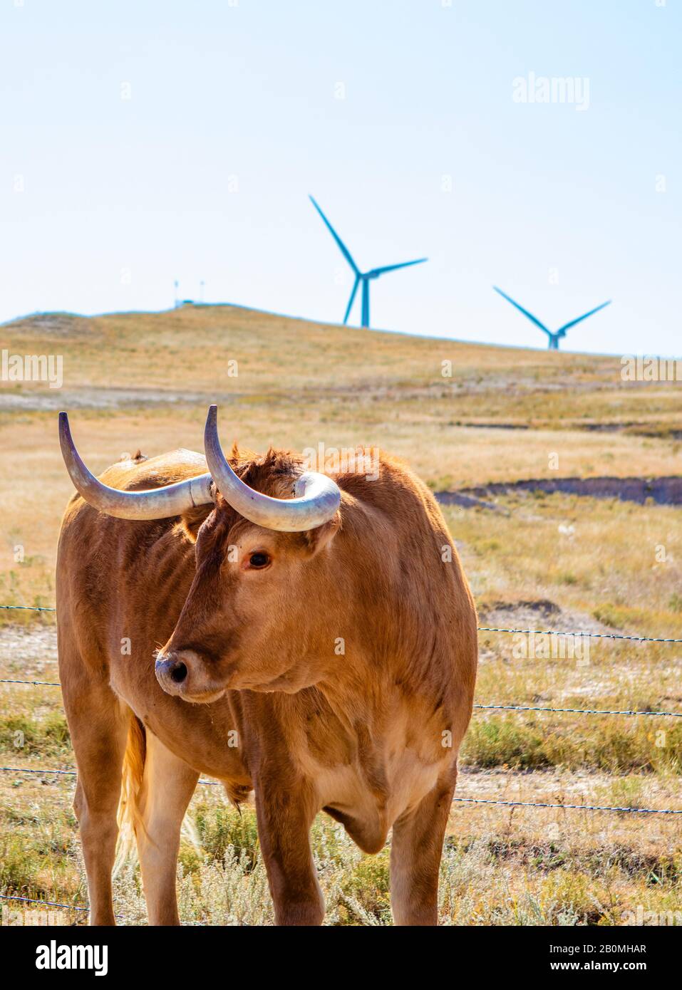Wind Turbines in field against blue sky with cattle Stock Photo - Alamy