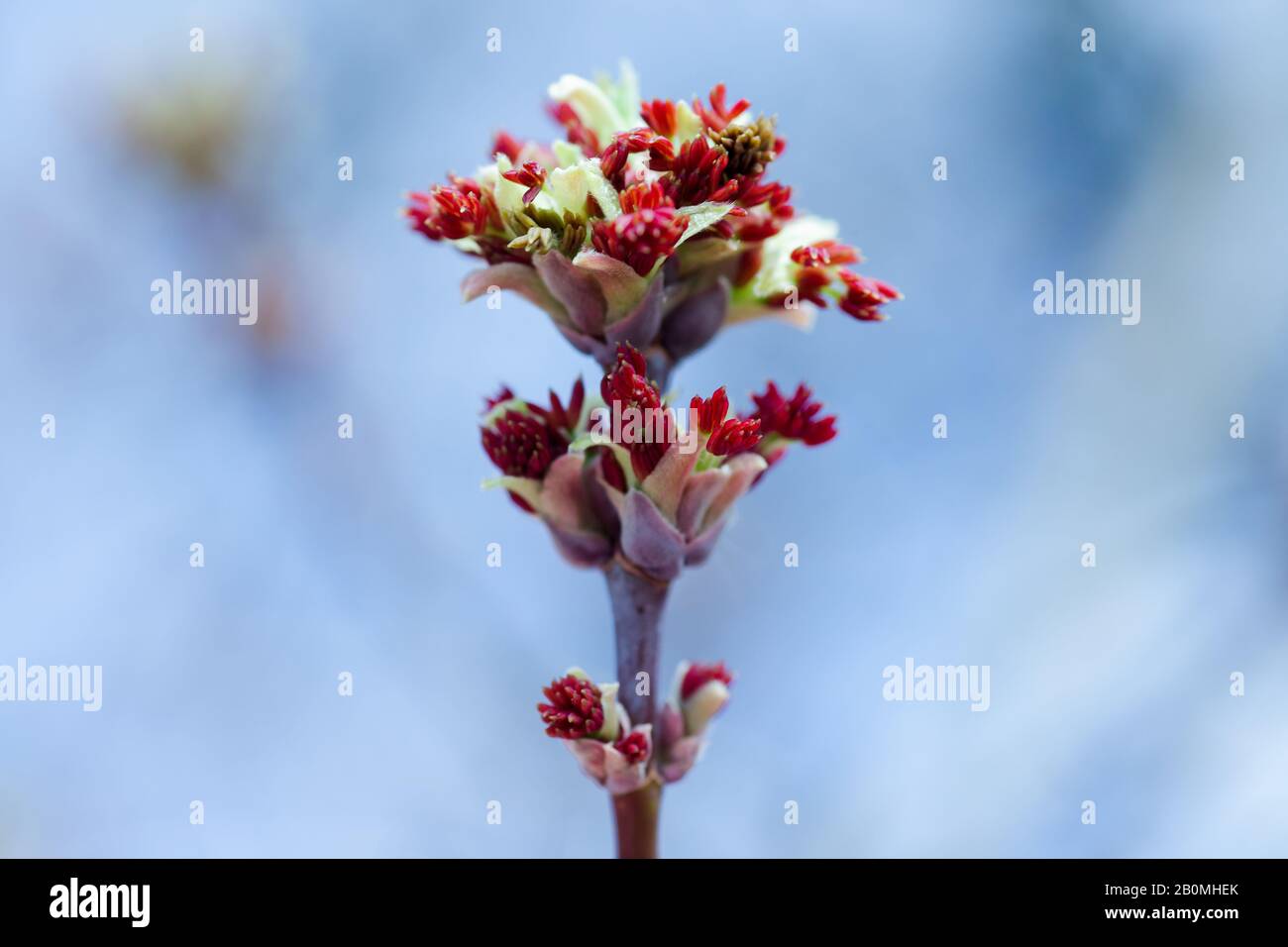 Ashleaf maple hi-res stock photography and images - Alamy
