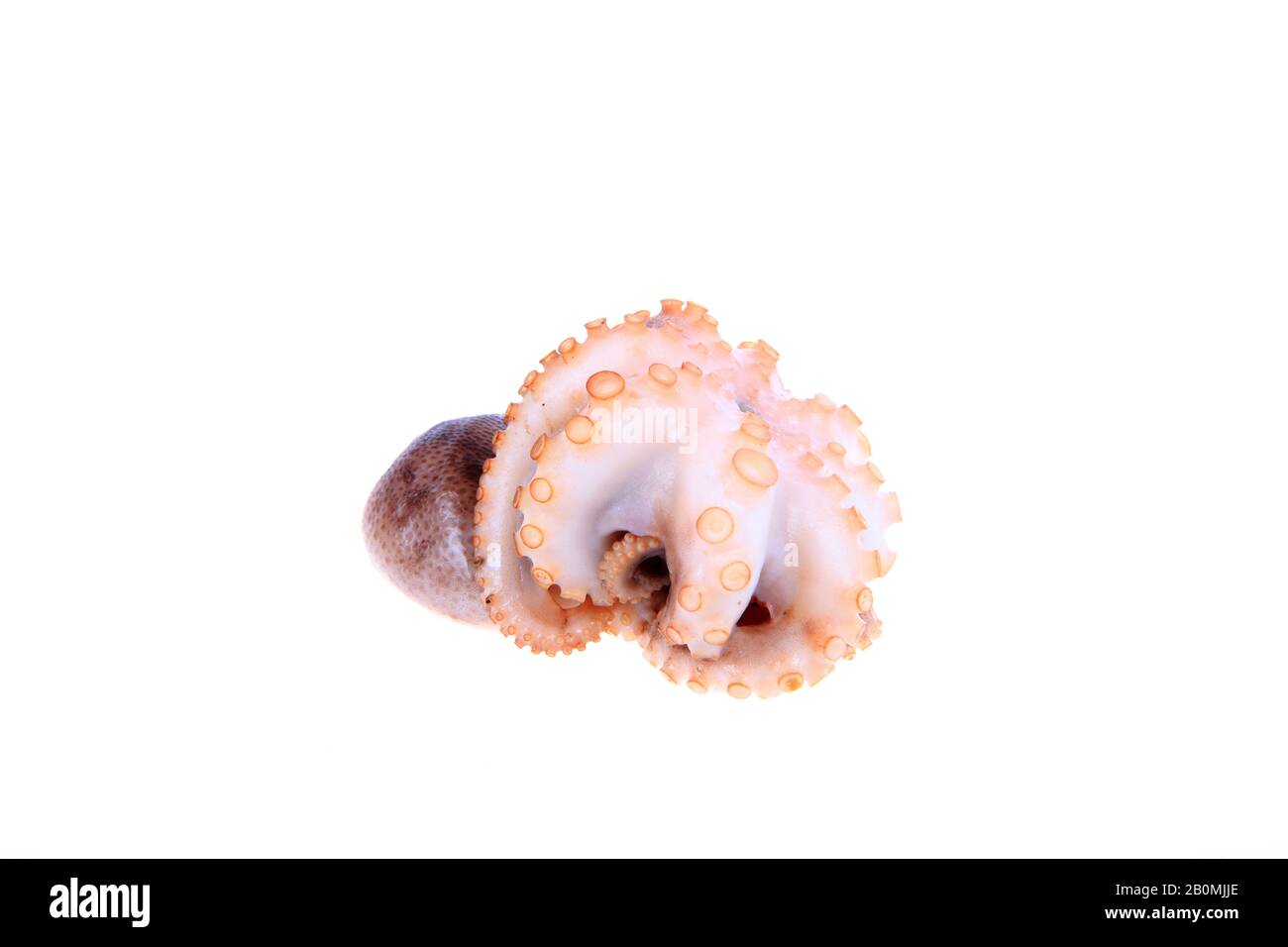 Octopus Suction Cups Cut Out Stock Images And Pictures Alamy