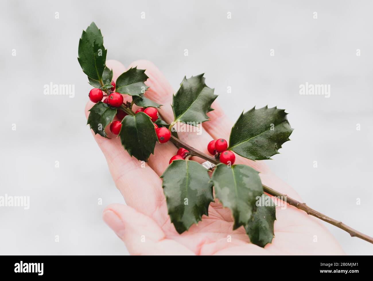 Person holding a branch hi-res stock photography and images - Alamy