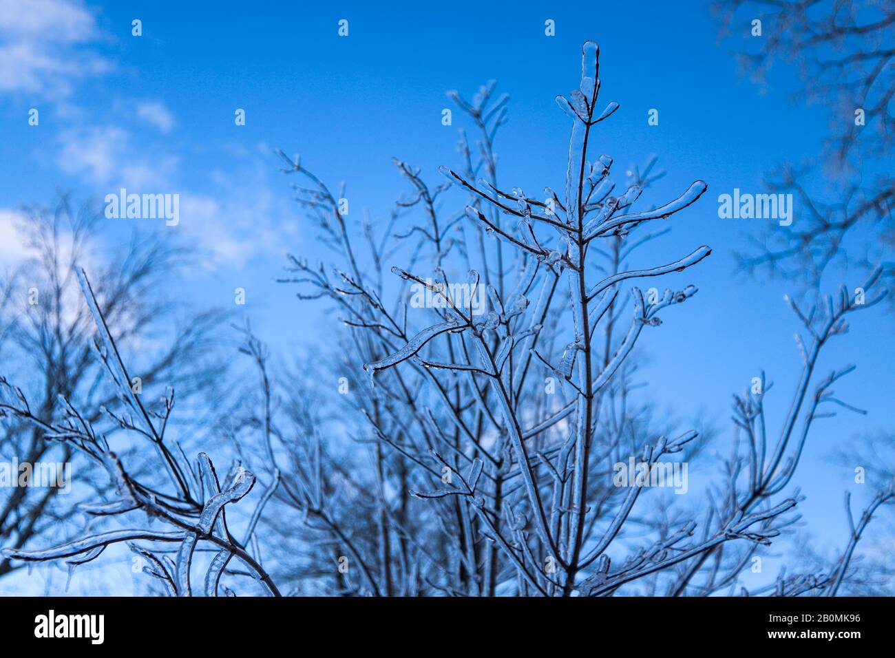Sky tree ice hi-res stock photography and images - Alamy