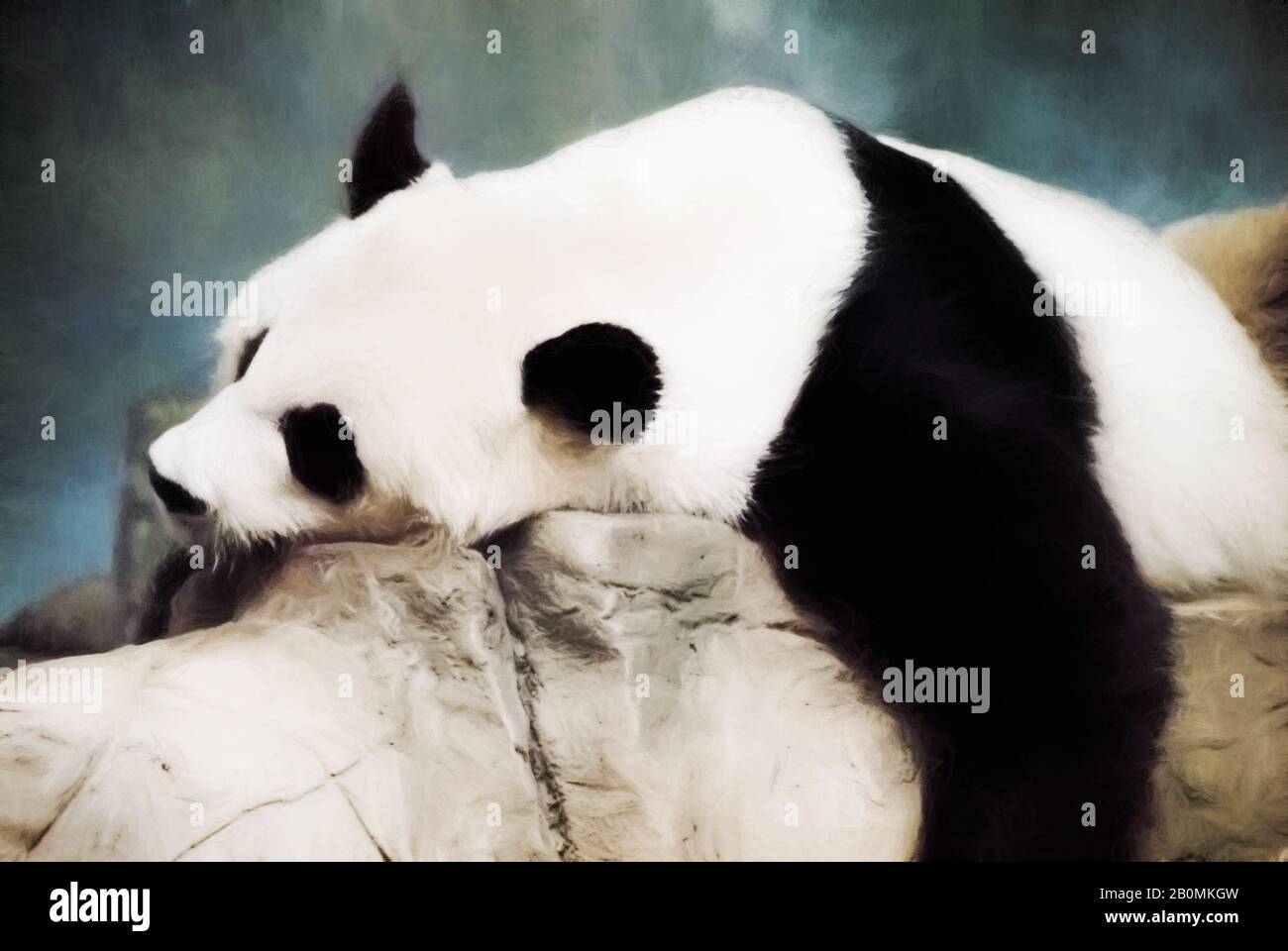Panda on rock hi-res stock photography and images - Alamy