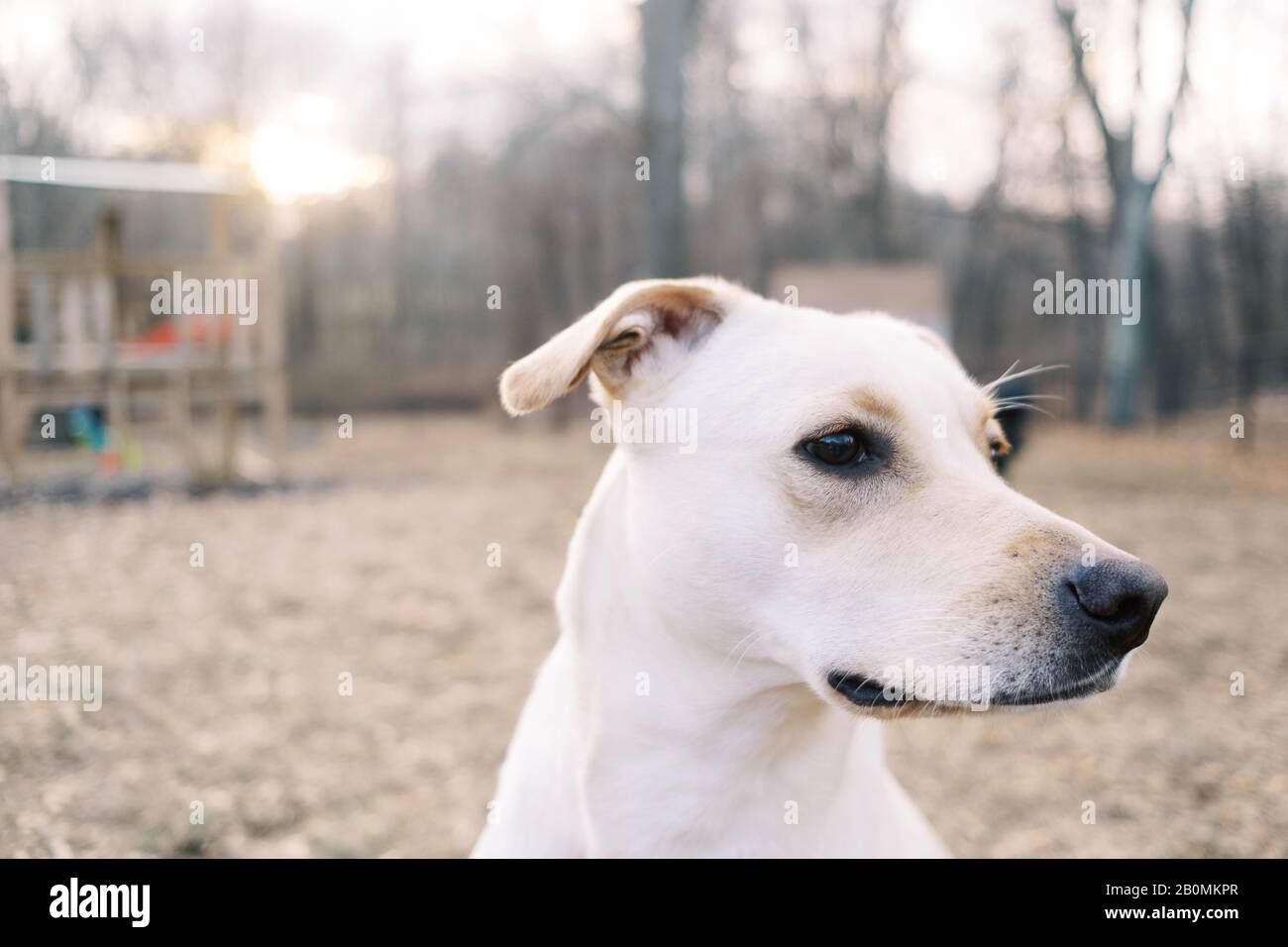 Lab mutt hi-res stock photography and images - Alamy