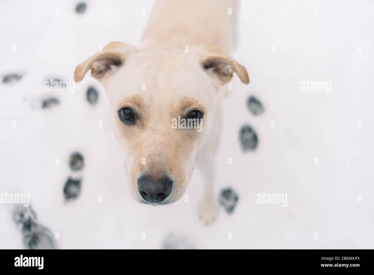 Female yellow dog hi-res stock photography and images - Alamy