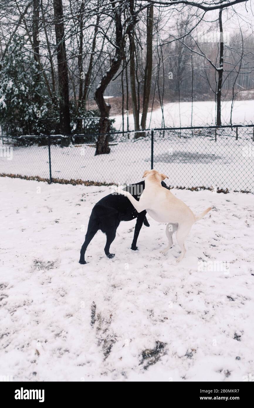 Two dogs playing outside hi-res stock photography and images - Alamy