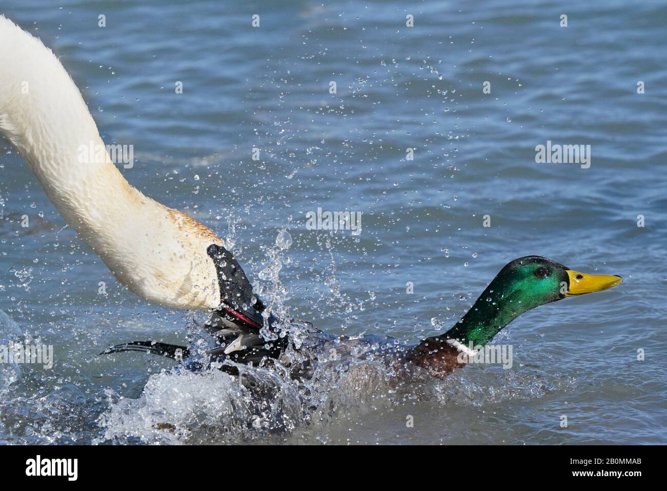 Mallard duck biting hi-res stock photography and images - Alamy