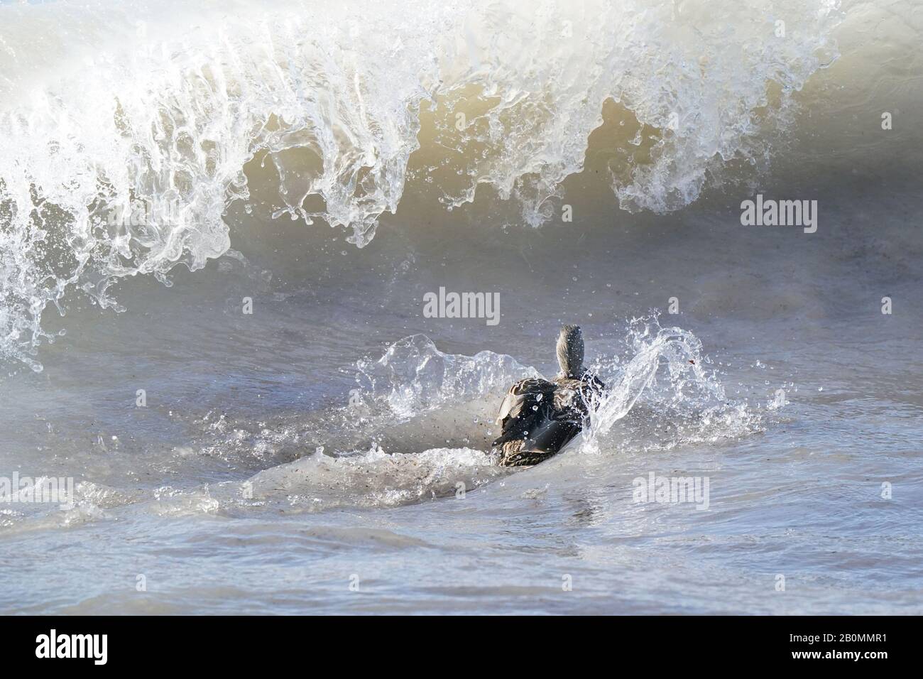 Flying out of incredibly high waves hi-res stock photography and images ...