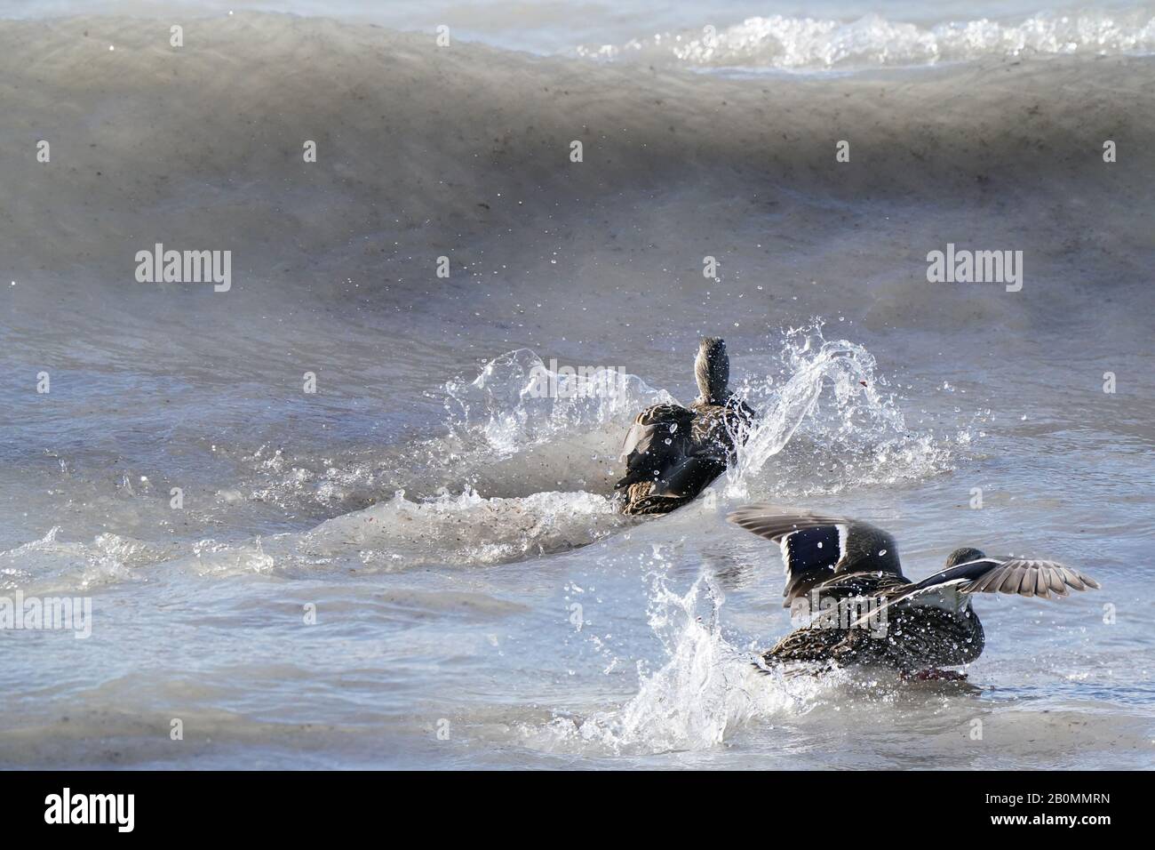 Flying out of incredibly high waves hi-res stock photography and images ...