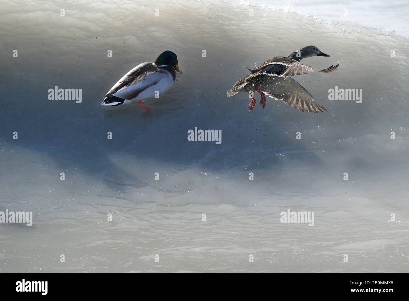 Flying out of incredibly high waves hi-res stock photography and images ...