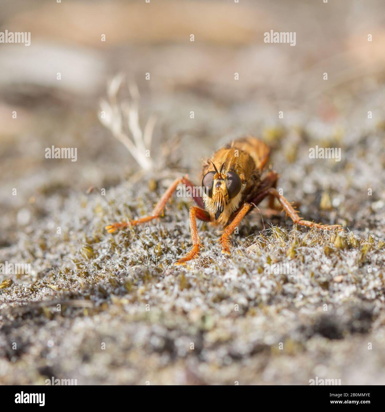 A wonderful Inch-long Hornet Robber fly (Asilus crabroniformis) hunting ...