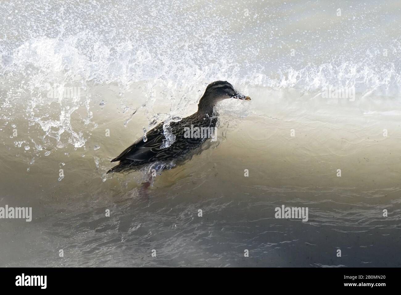 Flying out of incredibly high waves hi-res stock photography and images ...