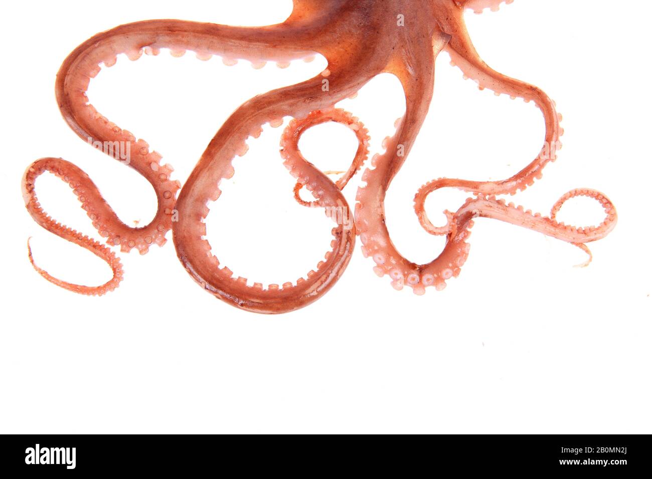 Octopus and tentacles hi-res stock photography and images - Alamy