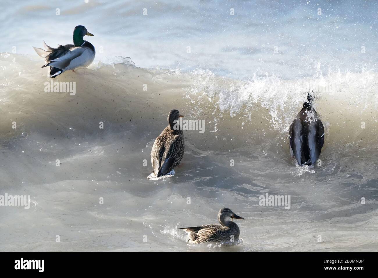 Flying out of incredibly high waves hi-res stock photography and images ...