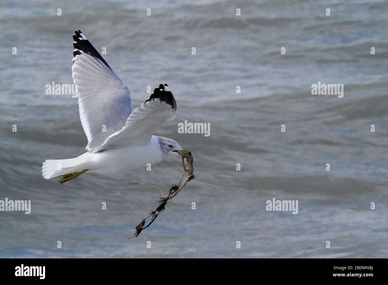 Life cycle of gull hi-res stock photography and images - Alamy