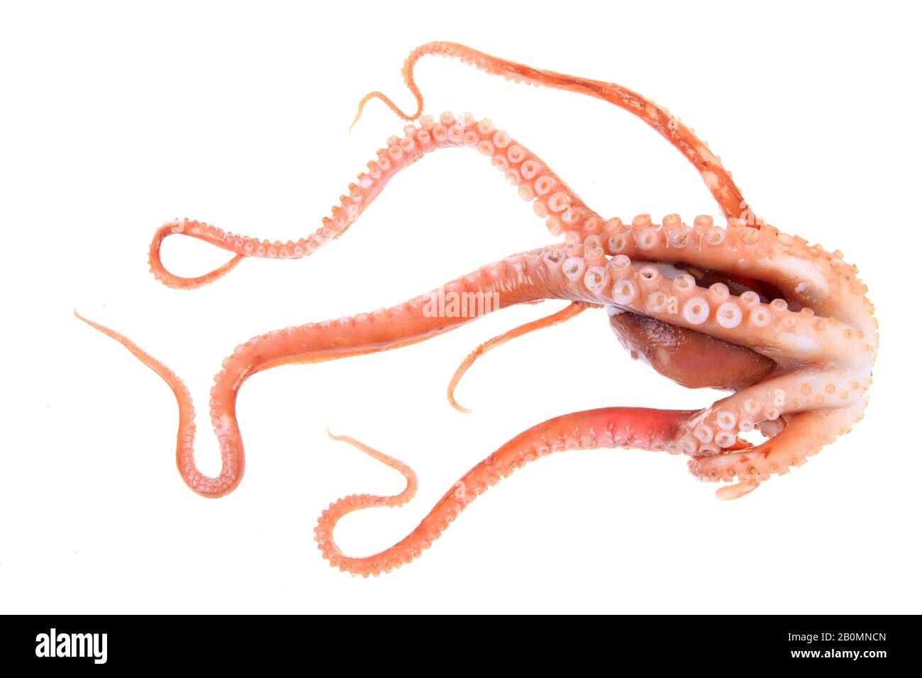 Octopus tentacles hi-res stock photography and images - Alamy