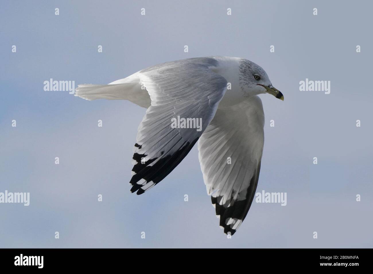 Life cycle of gull hi-res stock photography and images - Alamy