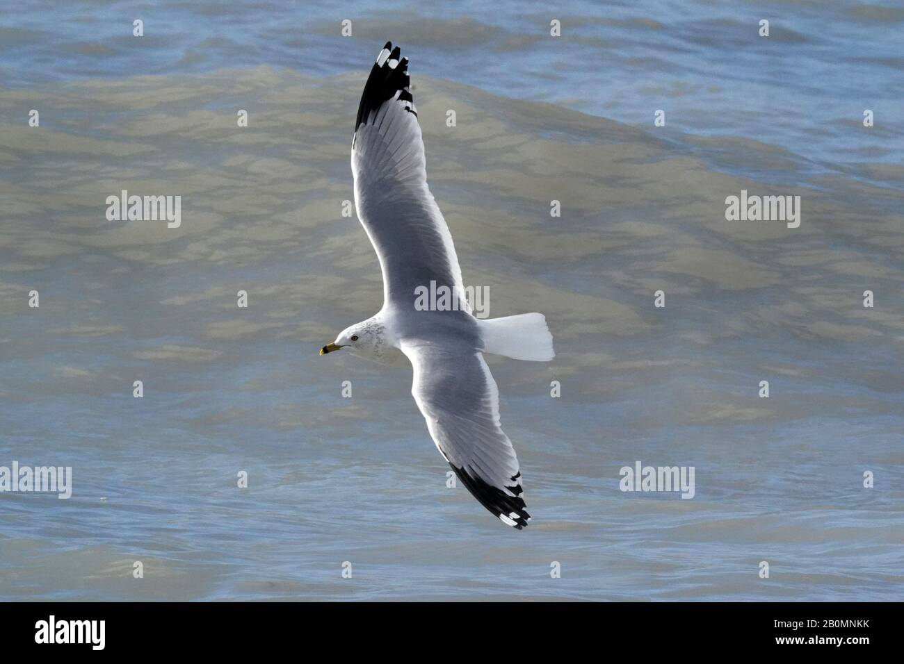 Life cycle of gull hi-res stock photography and images - Alamy