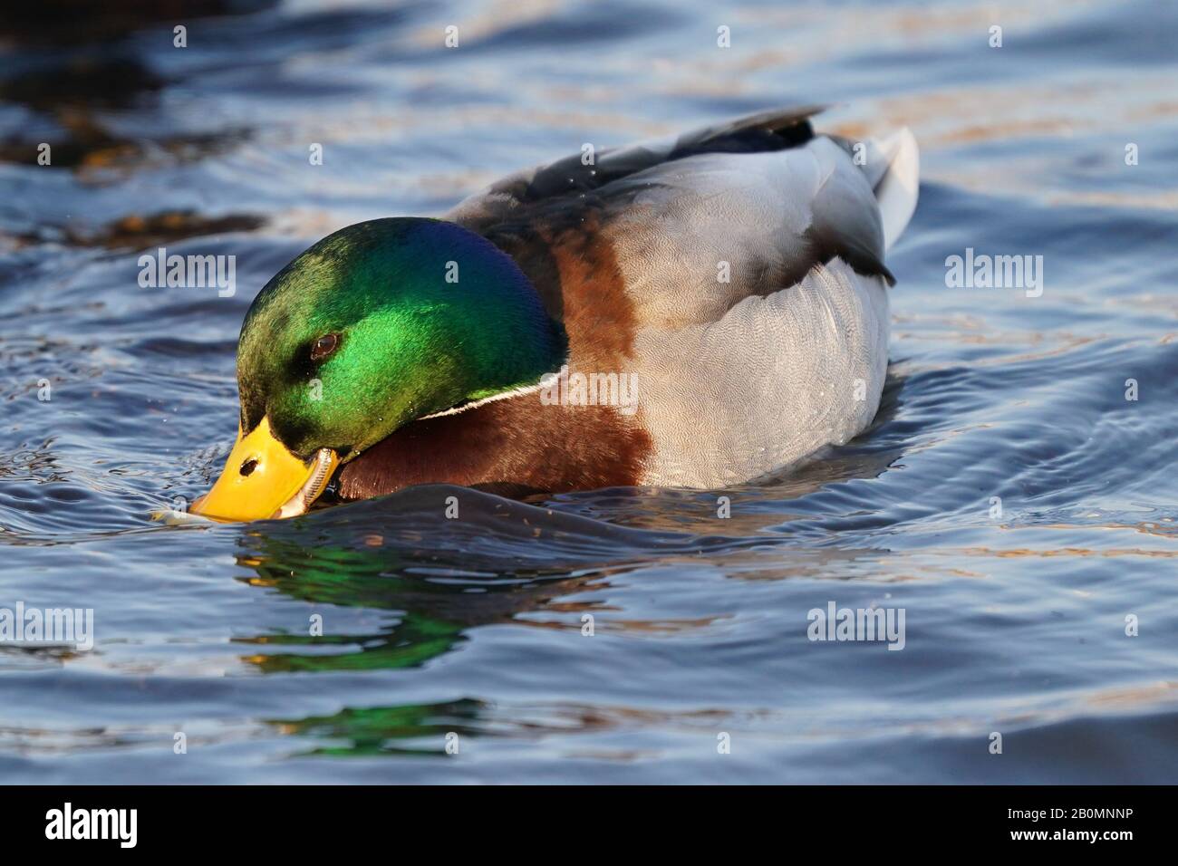 Chest and flanks hi-res stock photography and images - Alamy