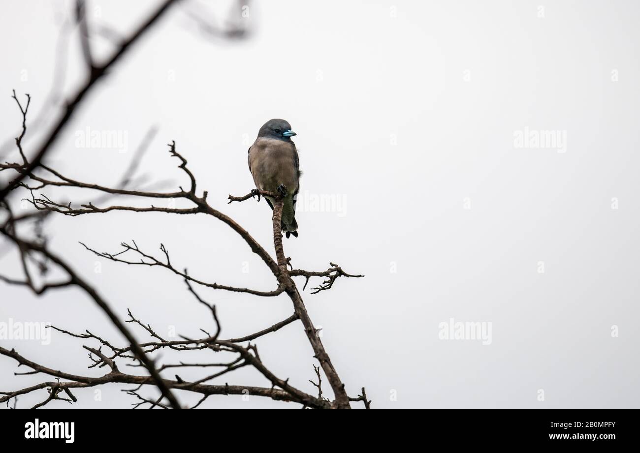 India’s rich natural landscape has long been the refuge of birds from ...