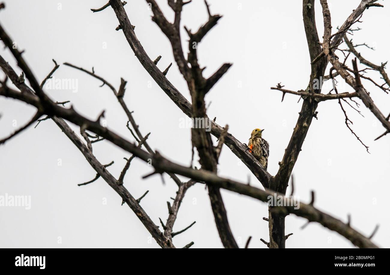 India’s rich natural landscape has long been the refuge of birds from ...