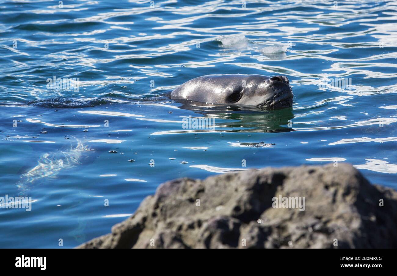 Leopard seal hunting hi-res stock photography and images - Alamy