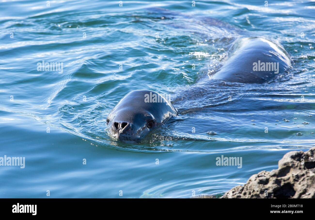 Dundee island and seal hi-res stock photography and images - Alamy