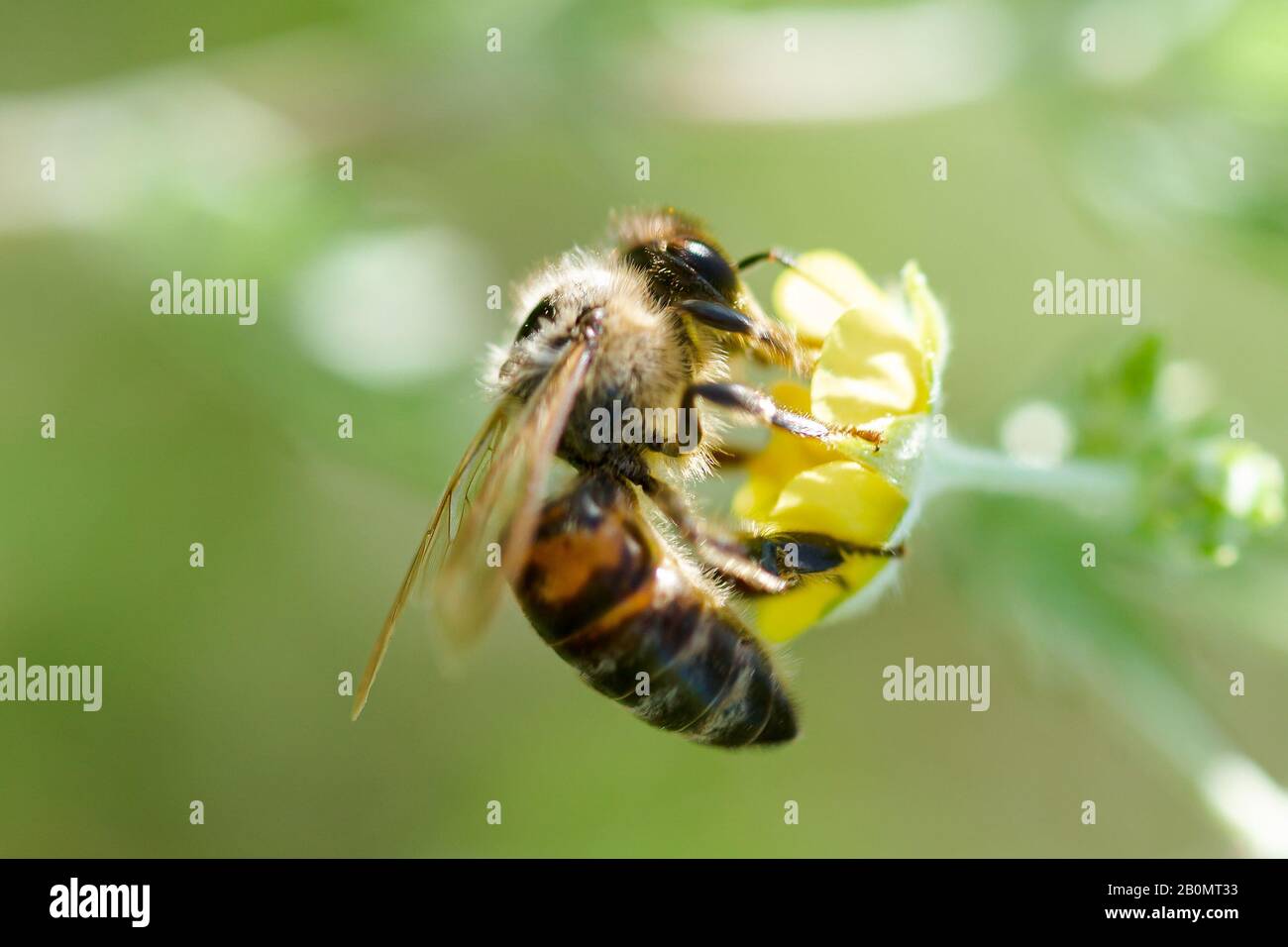 bee collects nectar from Potentilla erecta, Tormentilla, Potentilla ...
