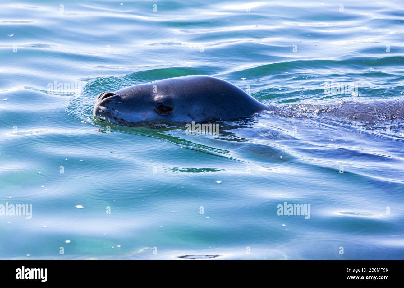 The dundee penguins hi-res stock photography and images - Alamy